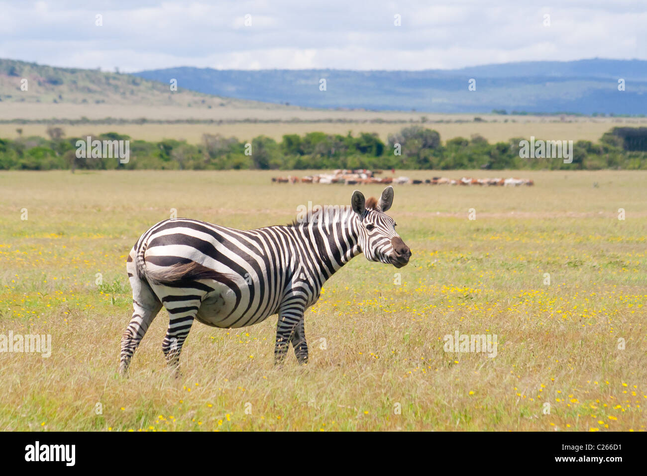 Zebra in the african savannah Stock Photo - Alamy