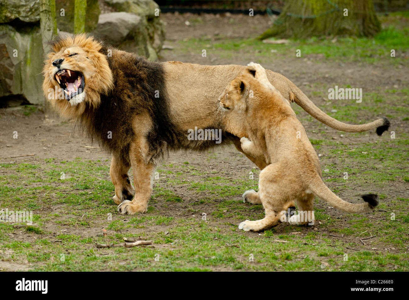 Lions playing in the zoo Stock Photo - Alamy