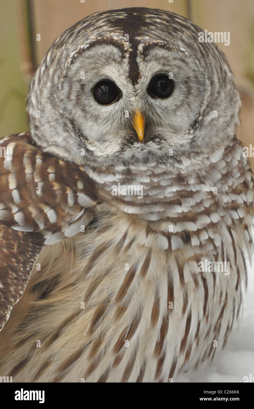 Close-Up Of A Barred Owl Stock Photo - Alamy