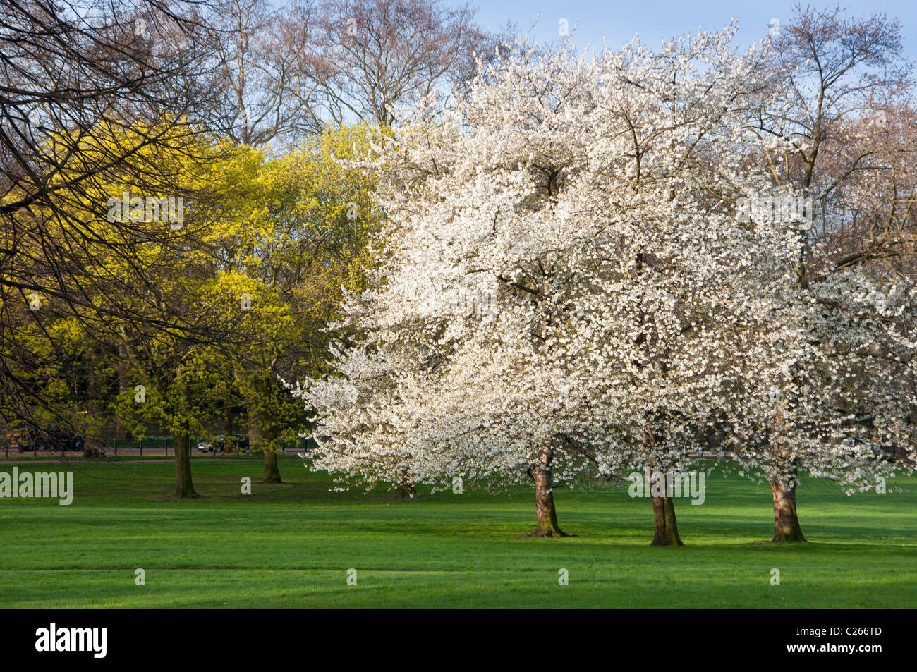 Green park in Springtime, London, England Stock Photo - Alamy