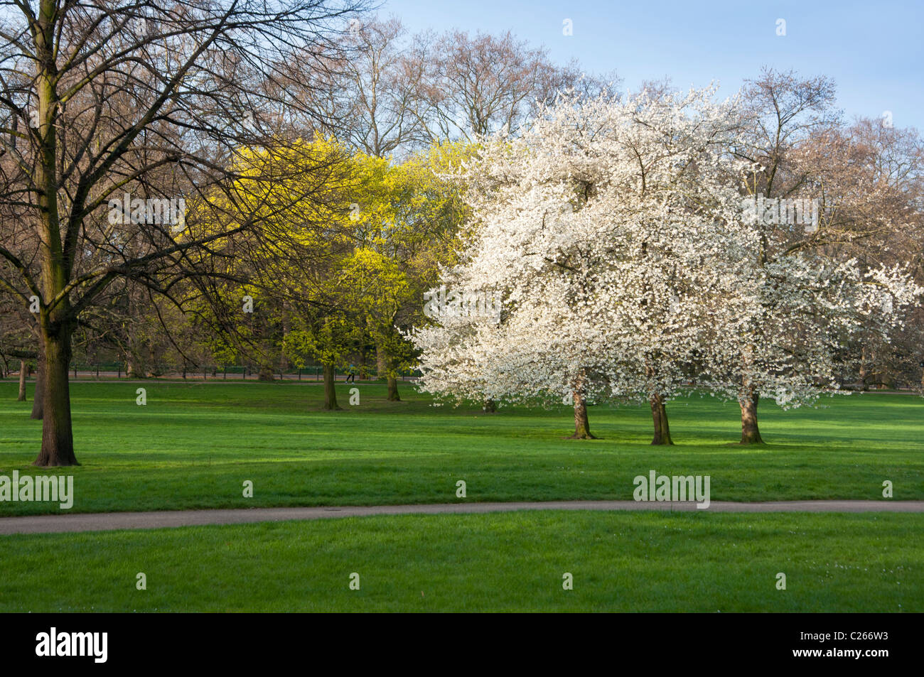Green park in Springtime, London, England Stock Photo - Alamy