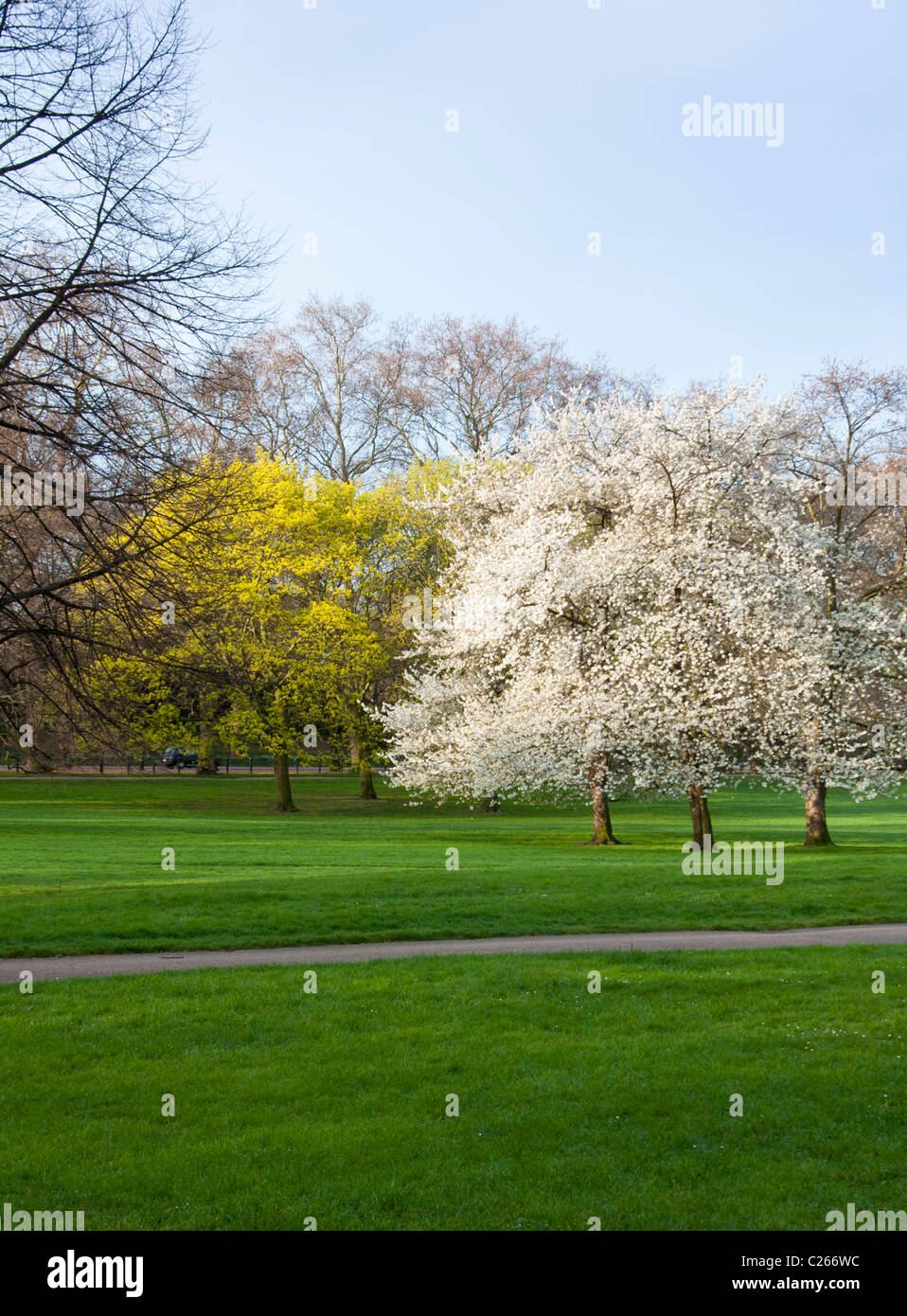 Green park (one of London's Royal parks) at Springtime, London, England ...