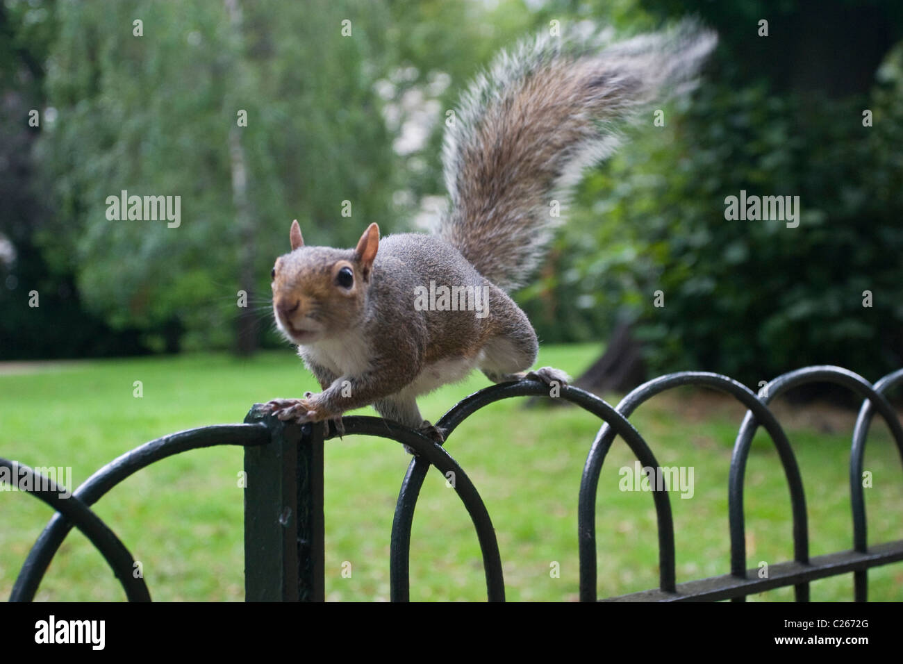 Squirrel, Hyde Park, London, England Stock Photo - Alamy