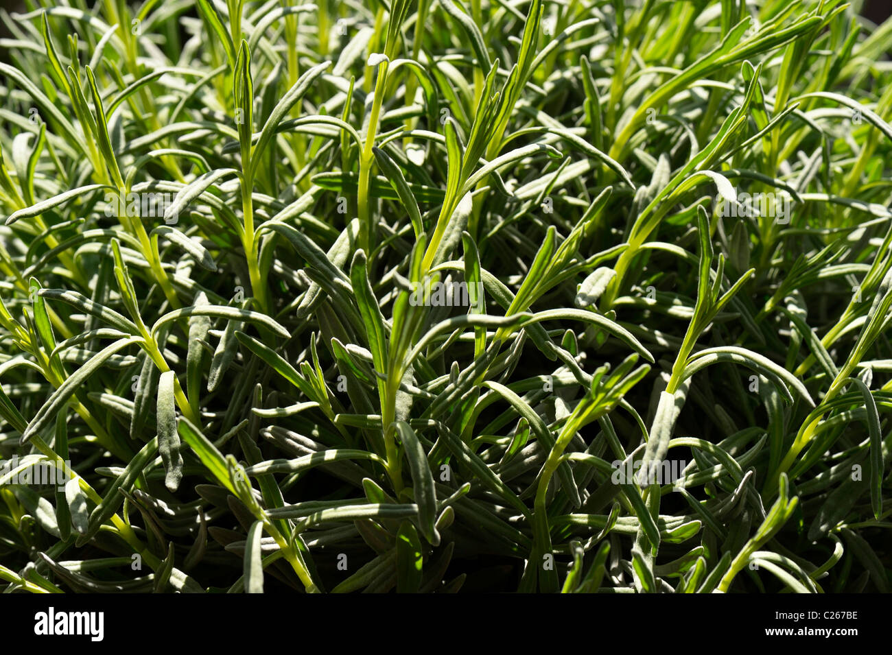 Dissected pinnate leaves hi-res stock photography and images - Alamy