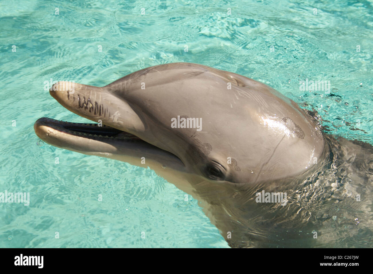 Dolphin head hi-res stock photography and images - Alamy