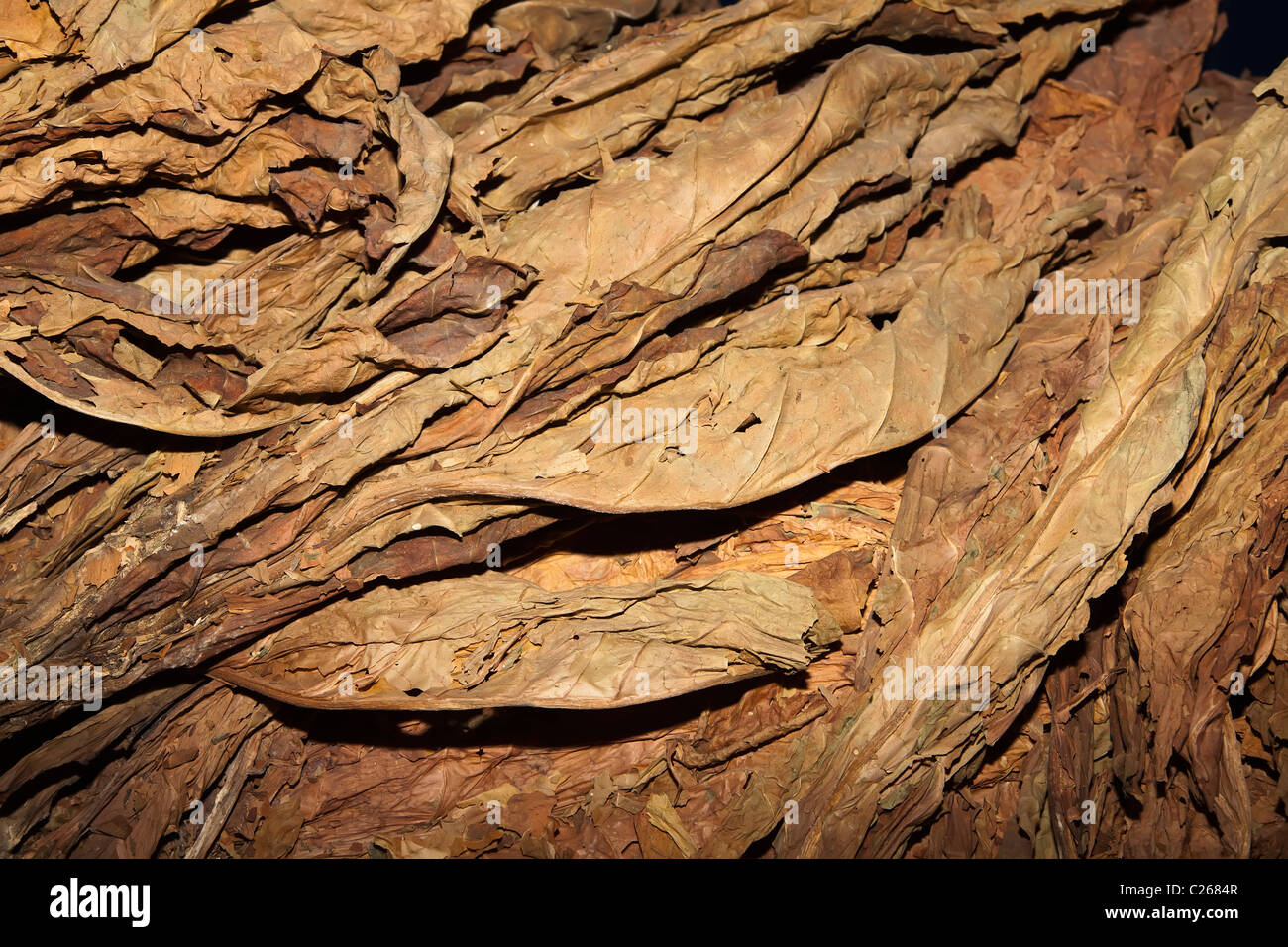 Tobacco leaf hi-res stock photography and images - Alamy