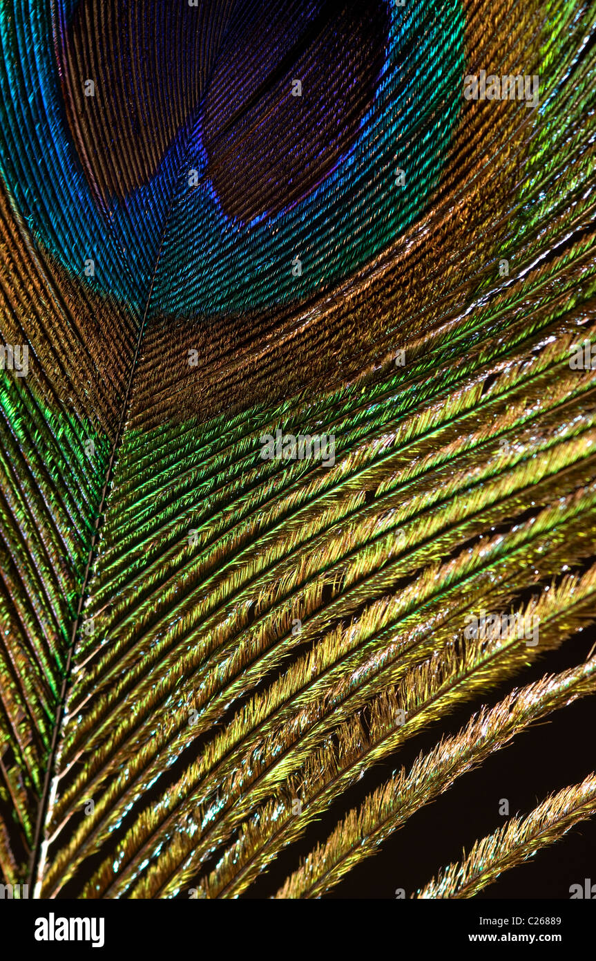 A Peacock feather, partial view, backlit Stock Photo - Alamy