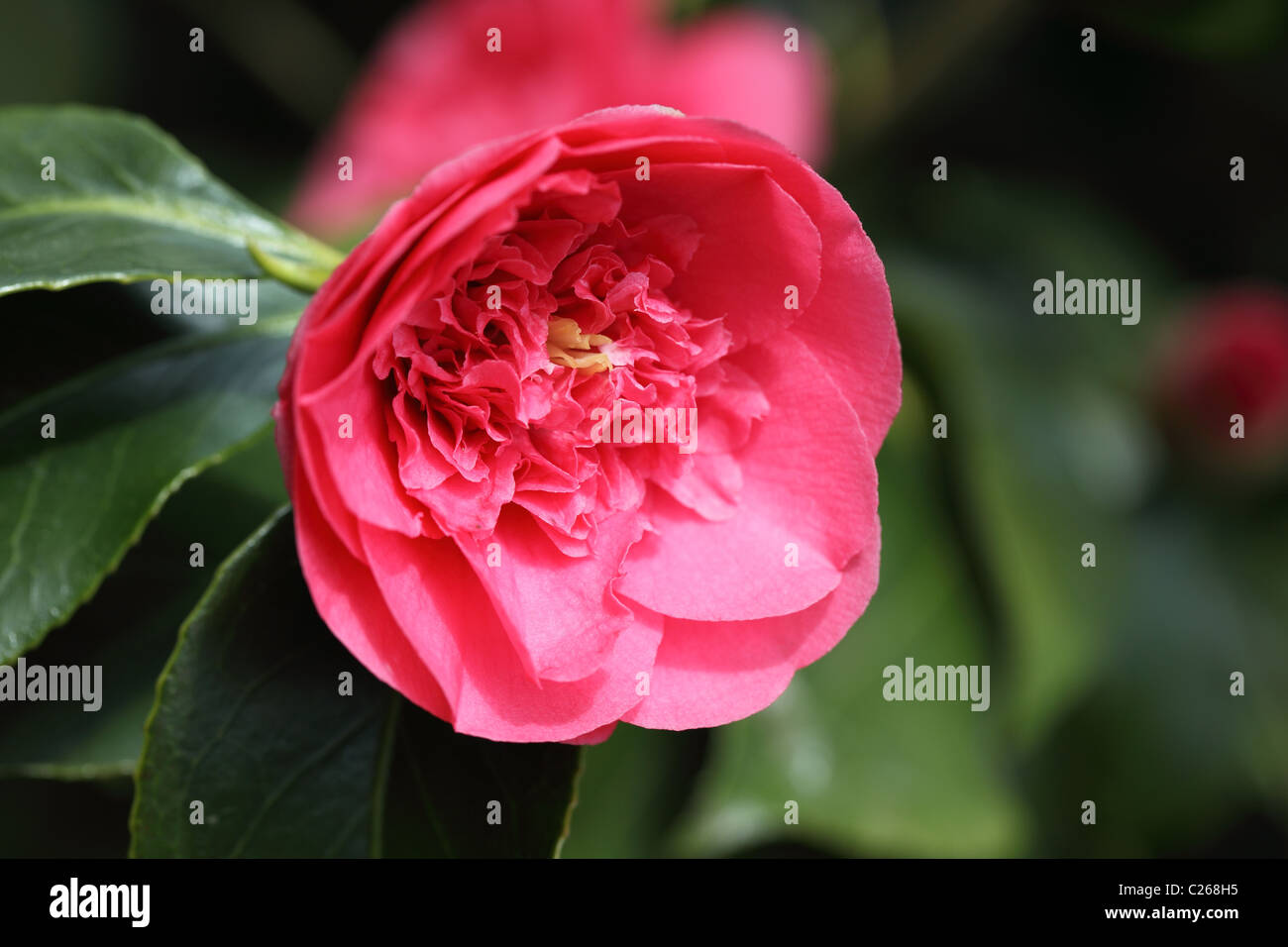 Close up of a single Pink Camellia flowering in an English garden Stock ...