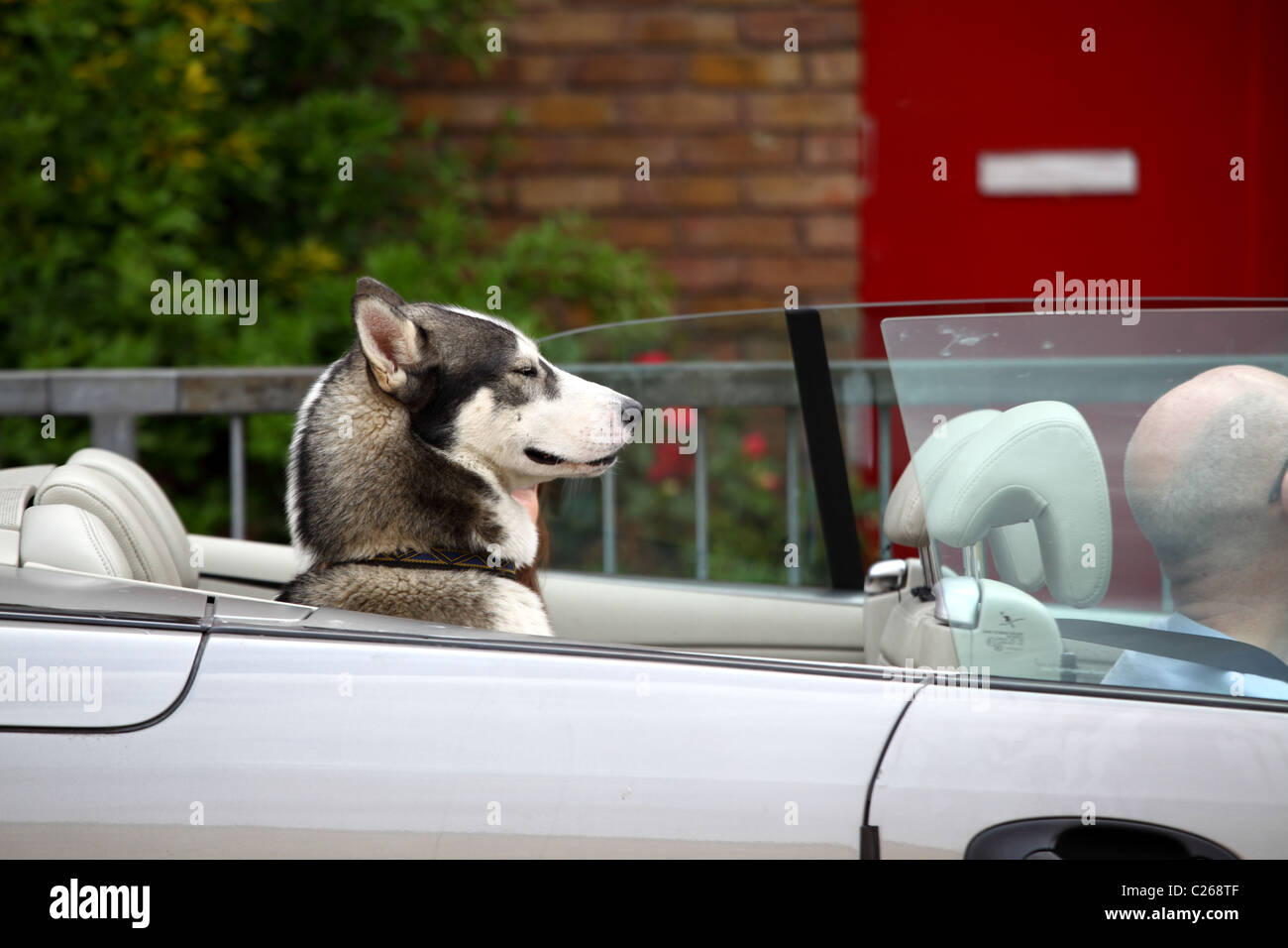 husky on a luxurious car in London Uk Stock Photo - Alamy