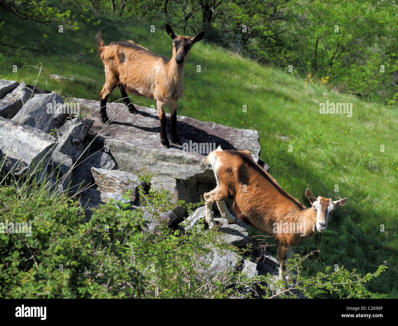 Goats do roam hi-res stock photography and images - Alamy