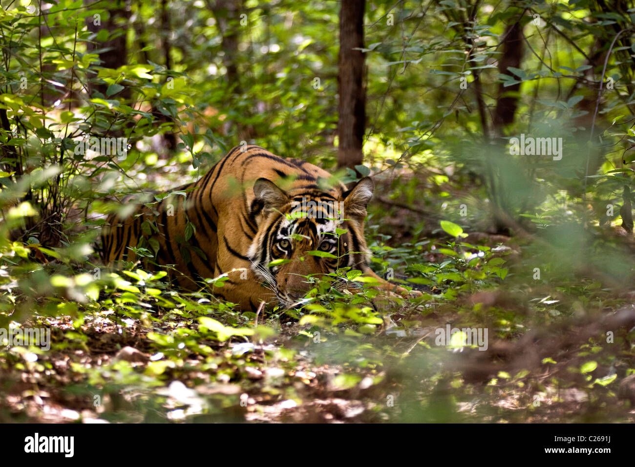 Head shot of an alert wild tiger hi-res stock photography and images ...
