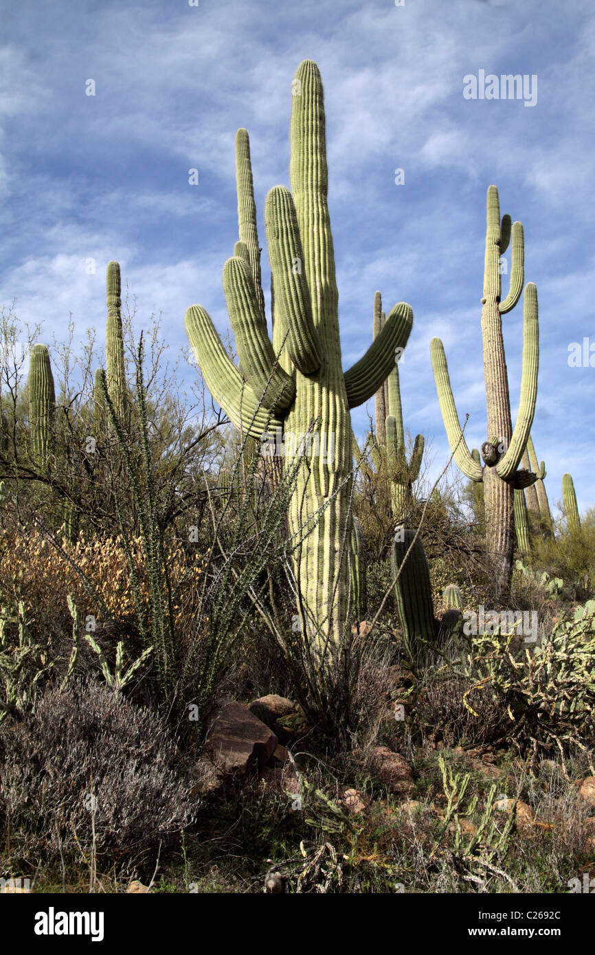 Giant cacti in desert area Stock Photo - Alamy