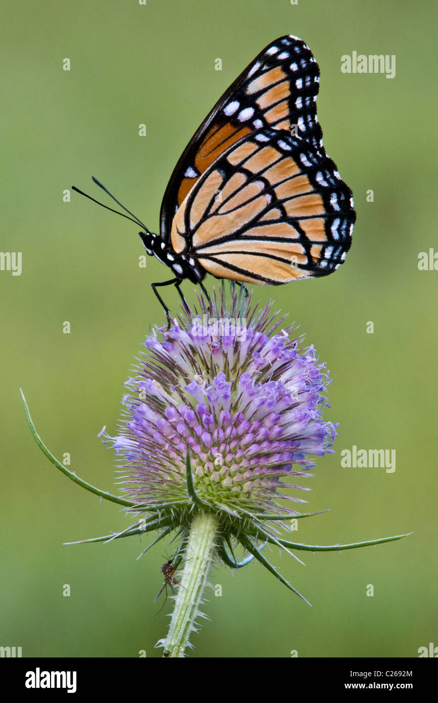 Food for pollinating insects hi-res stock photography and images - Alamy