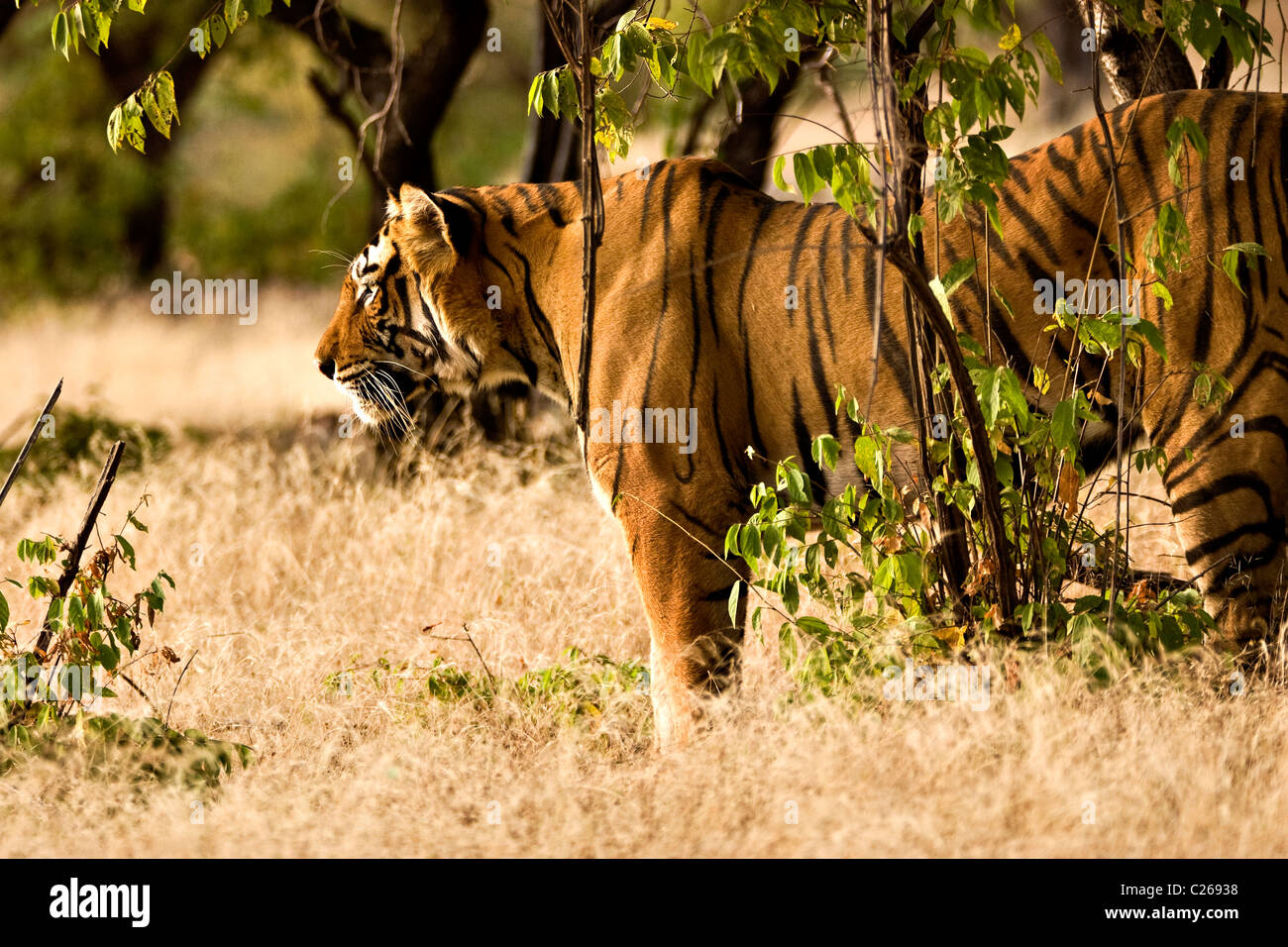 Tiger moving on the dry grasses of the dry deciduous forest of ...