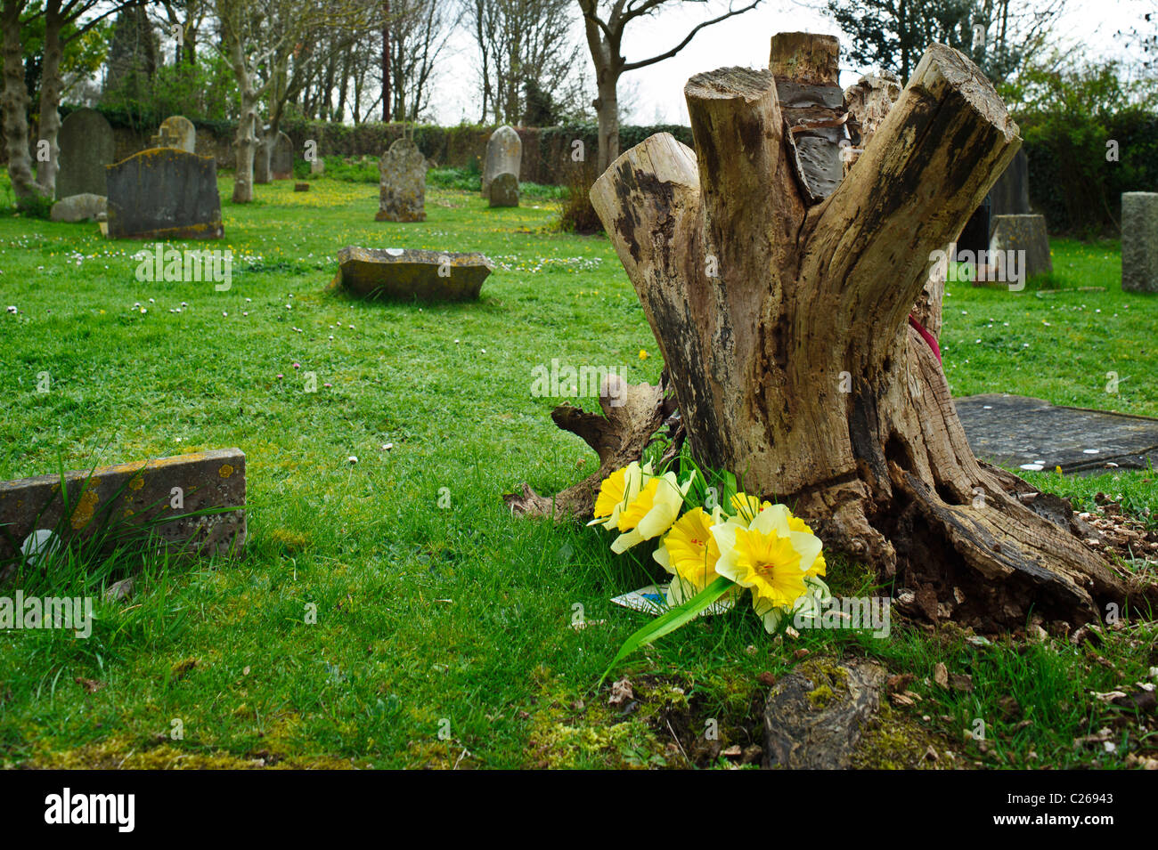 Daffodils at cemetery hi-res stock photography and images - Alamy