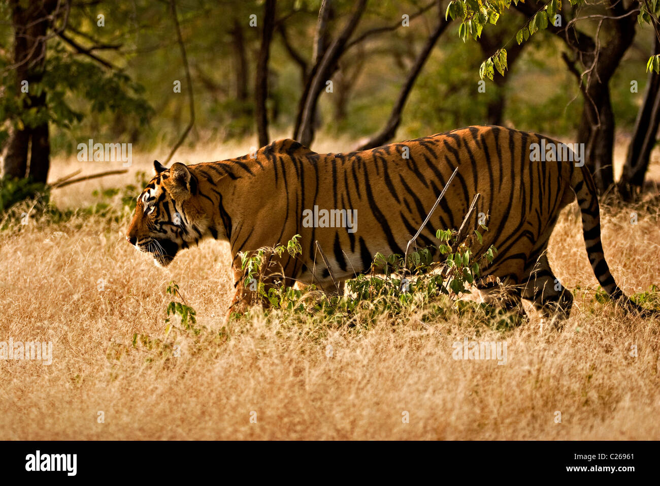 Tiger moving on the dry grasses of the dry deciduous forest of ...