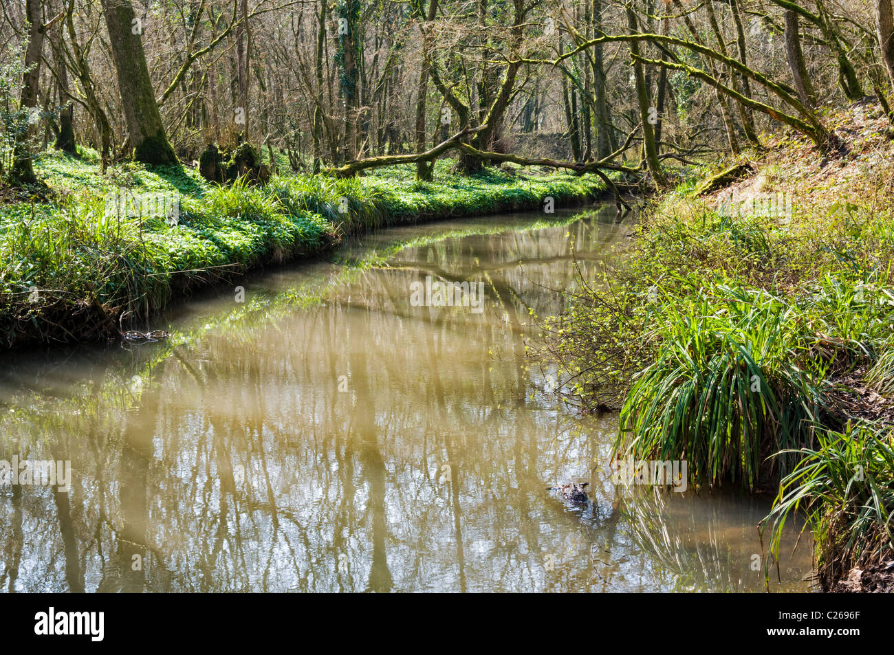River scene at Edford woods Somerset on sunny taken at the start of ...