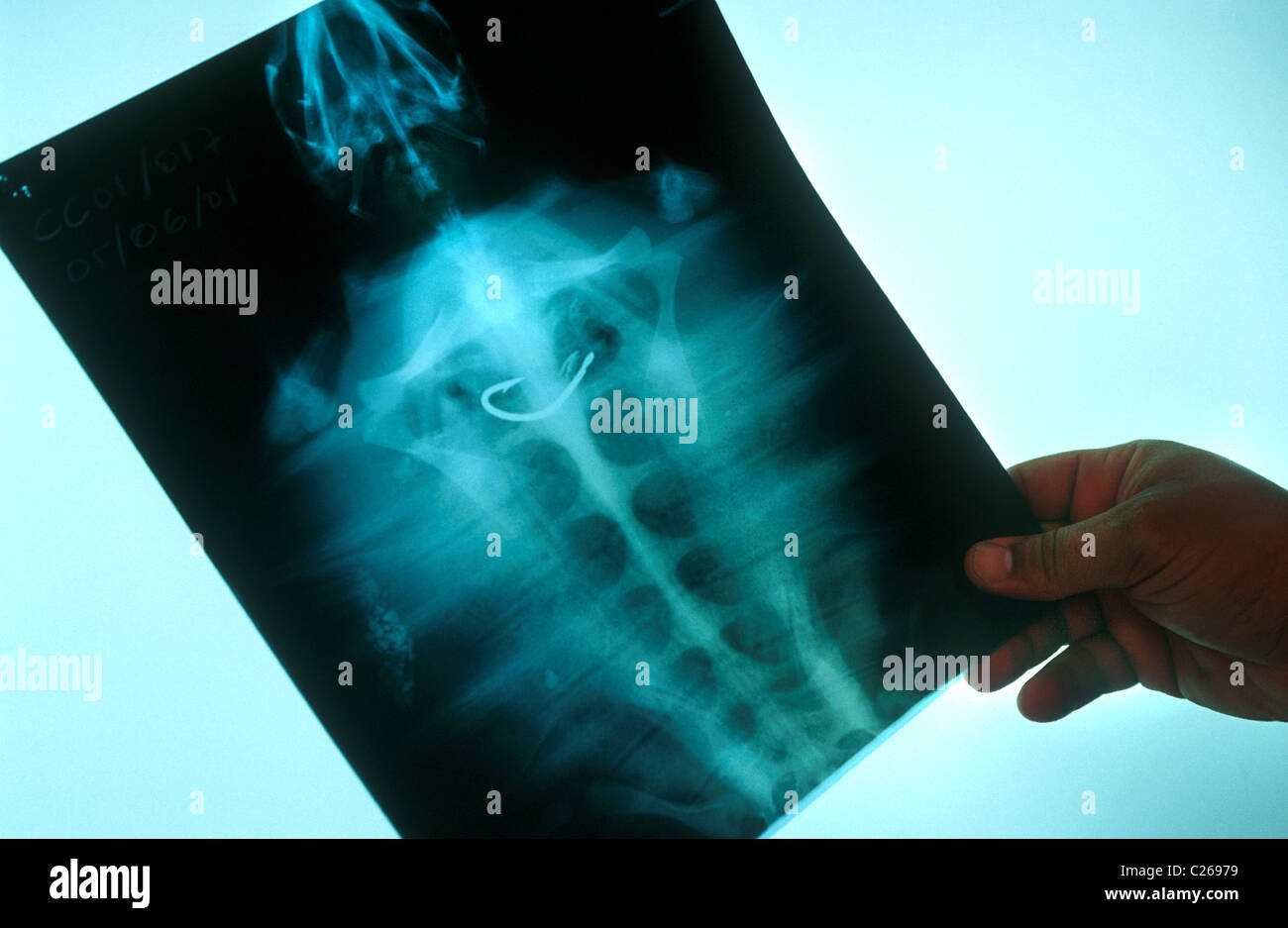 X-ray of a Caretta turtle hurt by a fishhook at C.R.A.M. Laboratory ...