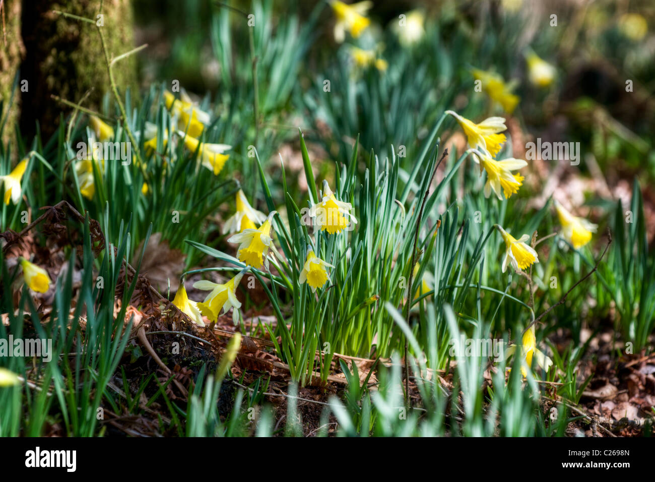 wild daffodils Narcissus pseudonarcissus taken in woodland at Edford ...
