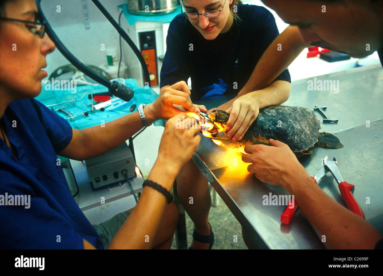 Operation to remove a fishhook from the caretta turtle esophagus. C.R.A ...