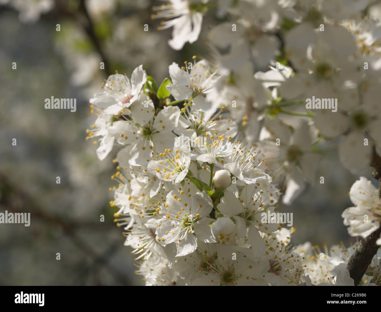 Prunus flowers against blue sky Stock Photo - Alamy