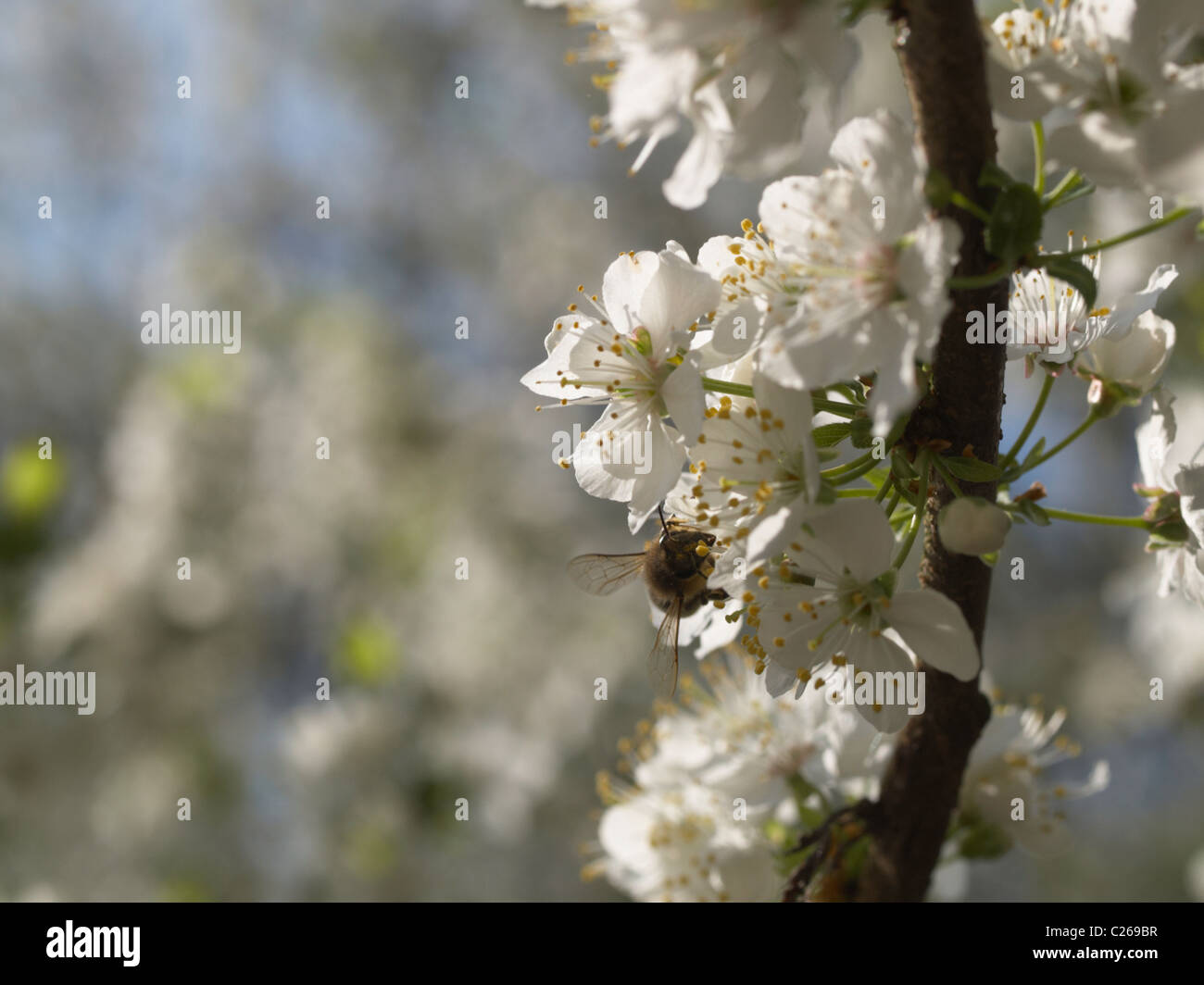 Prunus flowers with a bee Stock Photo - Alamy