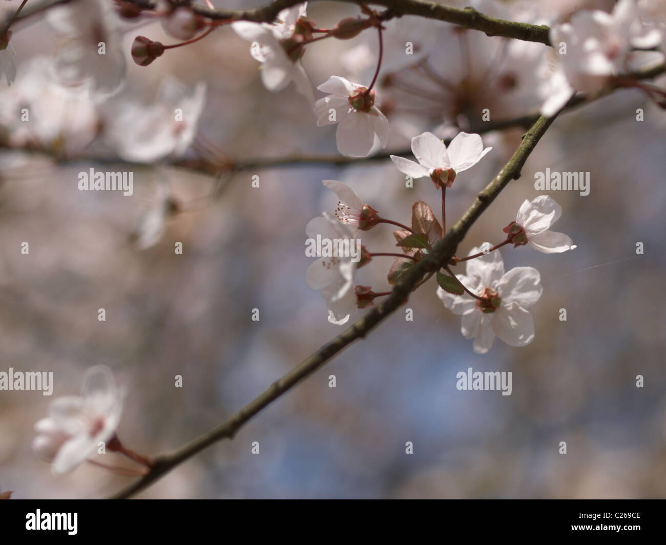 Prunus flowers hi-res stock photography and images - Alamy