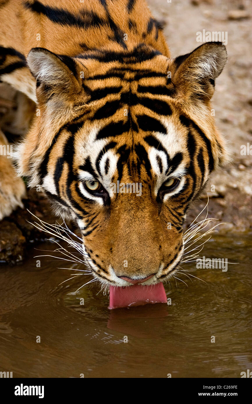 Head shot of a tiger drinking water in Ranthambore national park in ...