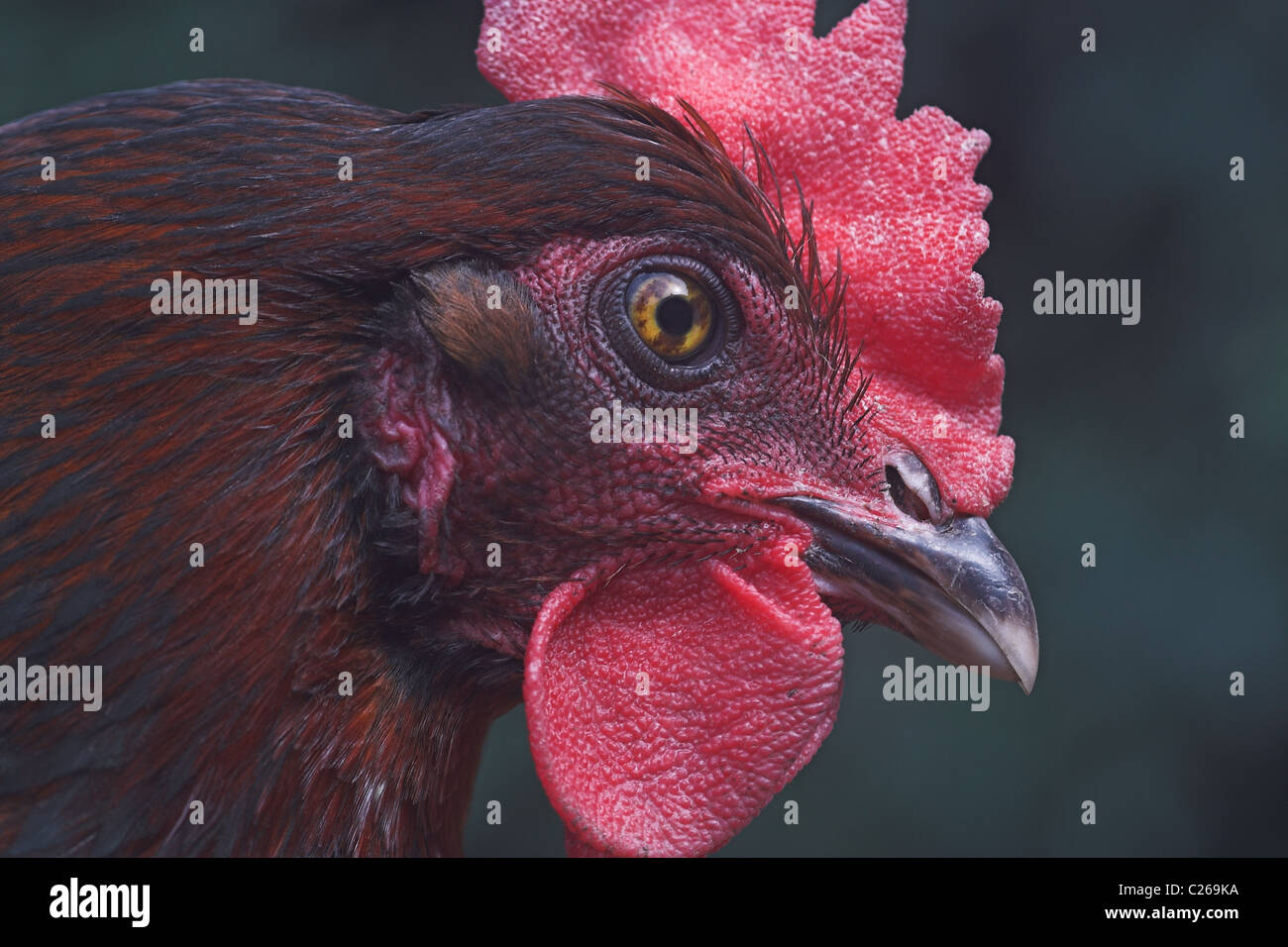 Close up of Black Rock hybrid chicken. UK Stock Photo - Alamy