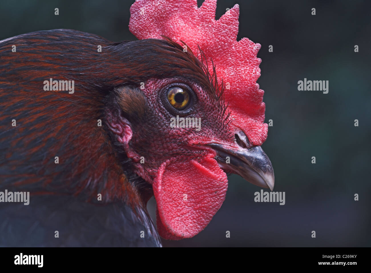 Black rock chicken hi-res stock photography and images - Alamy