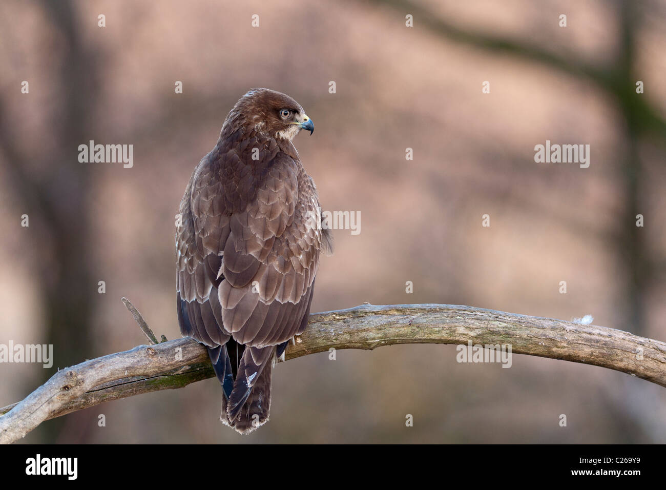 Braun Common Buzzard (Buteo buteo) on a branch, with the trees in the ...