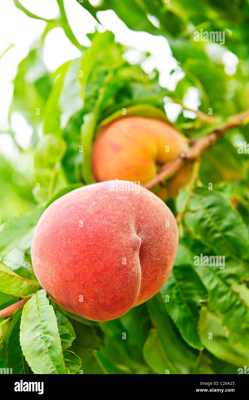 Peaches tree hi-res stock photography and images - Alamy