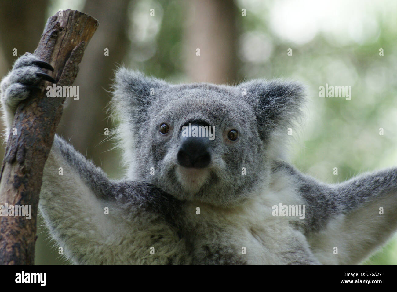 SONY DSC Australia koala bear in a tree Stock Photo - Alamy
