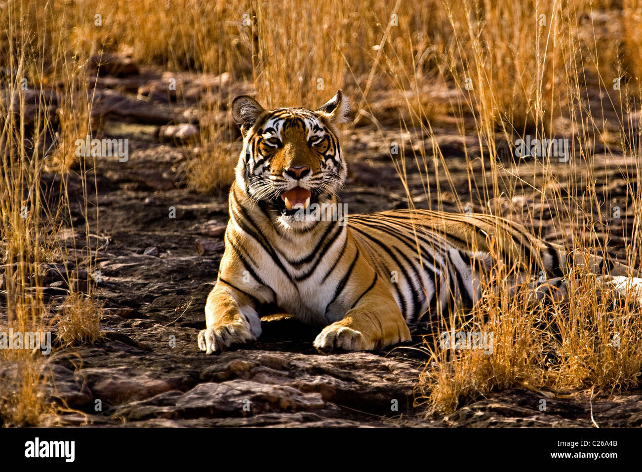 Tiger sitting on the dry grasses of the dry deciduous forest of ...