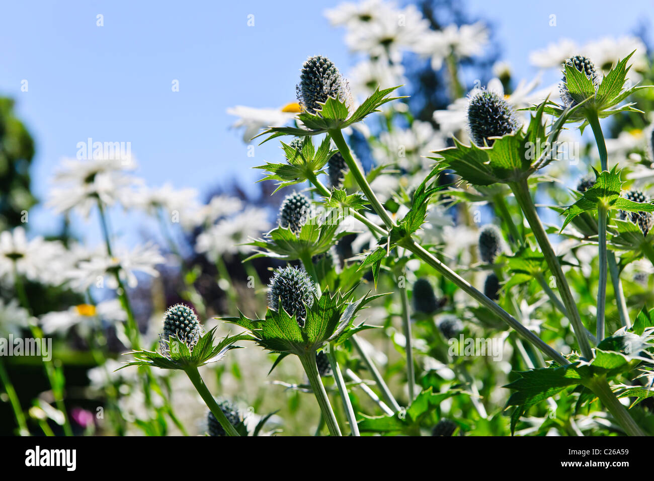 Thistles garden hi-res stock photography and images - Alamy