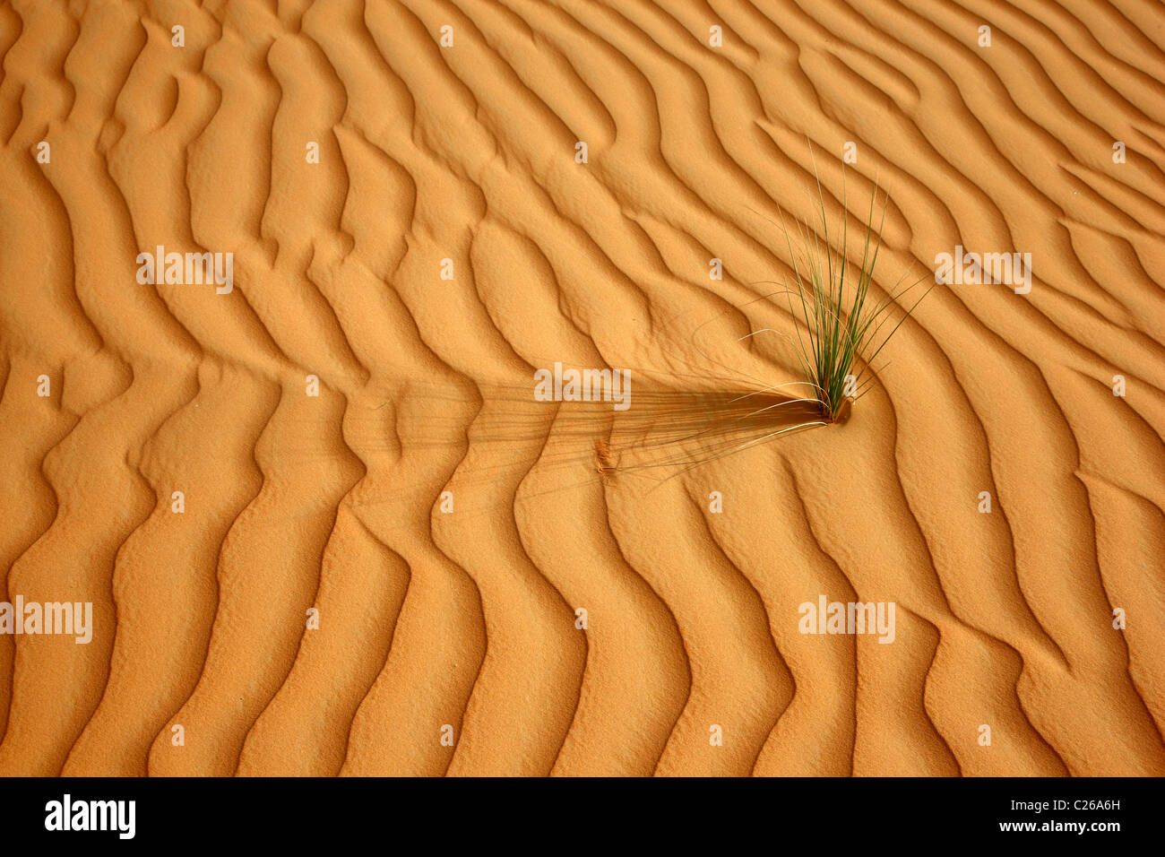 Rub'al-Khali desert, also called Empty Quarter, biggest sand desert ...