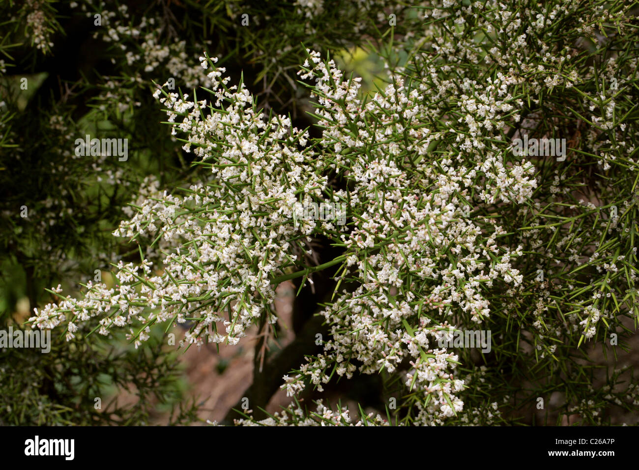 Rhamnaceae hi-res stock photography and images - Alamy