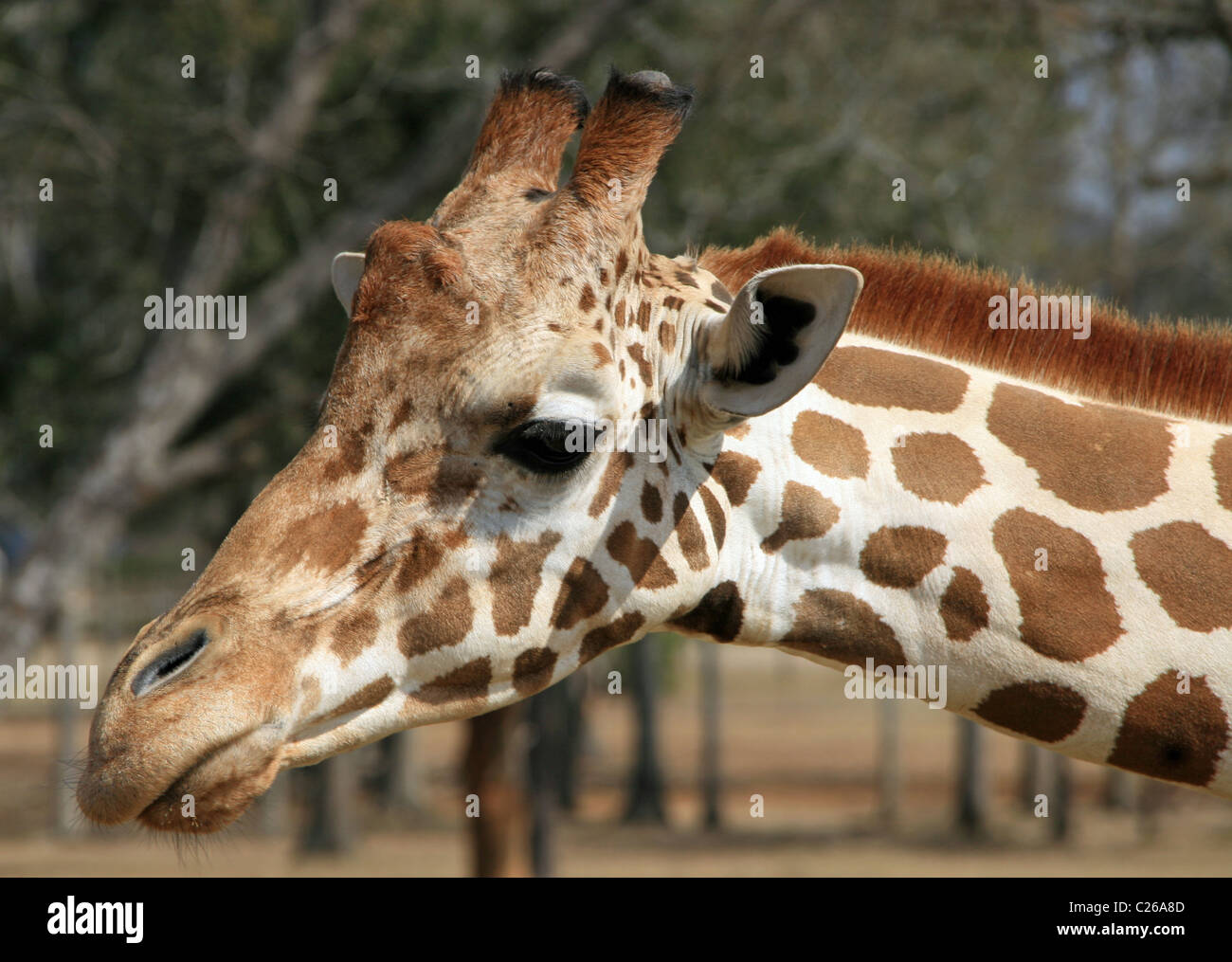GIRAFFE FACE CLOSE UP Stock Photo - Alamy
