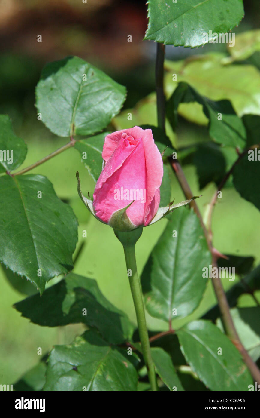 Pink Rose Bud Stock Photos & Pink Rose Bud Stock Images - Alamy