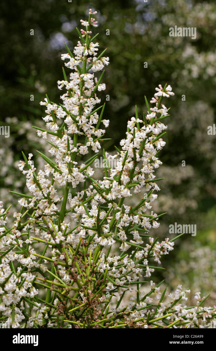 Rhamnaceae hi-res stock photography and images - Alamy