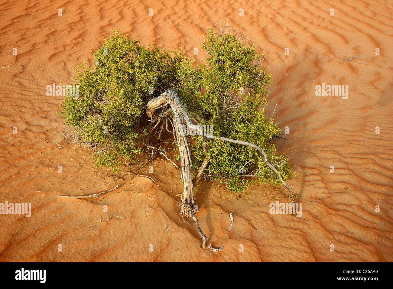 Rub'al-Khali desert, also called Empty Quarter, biggest sand desert ...