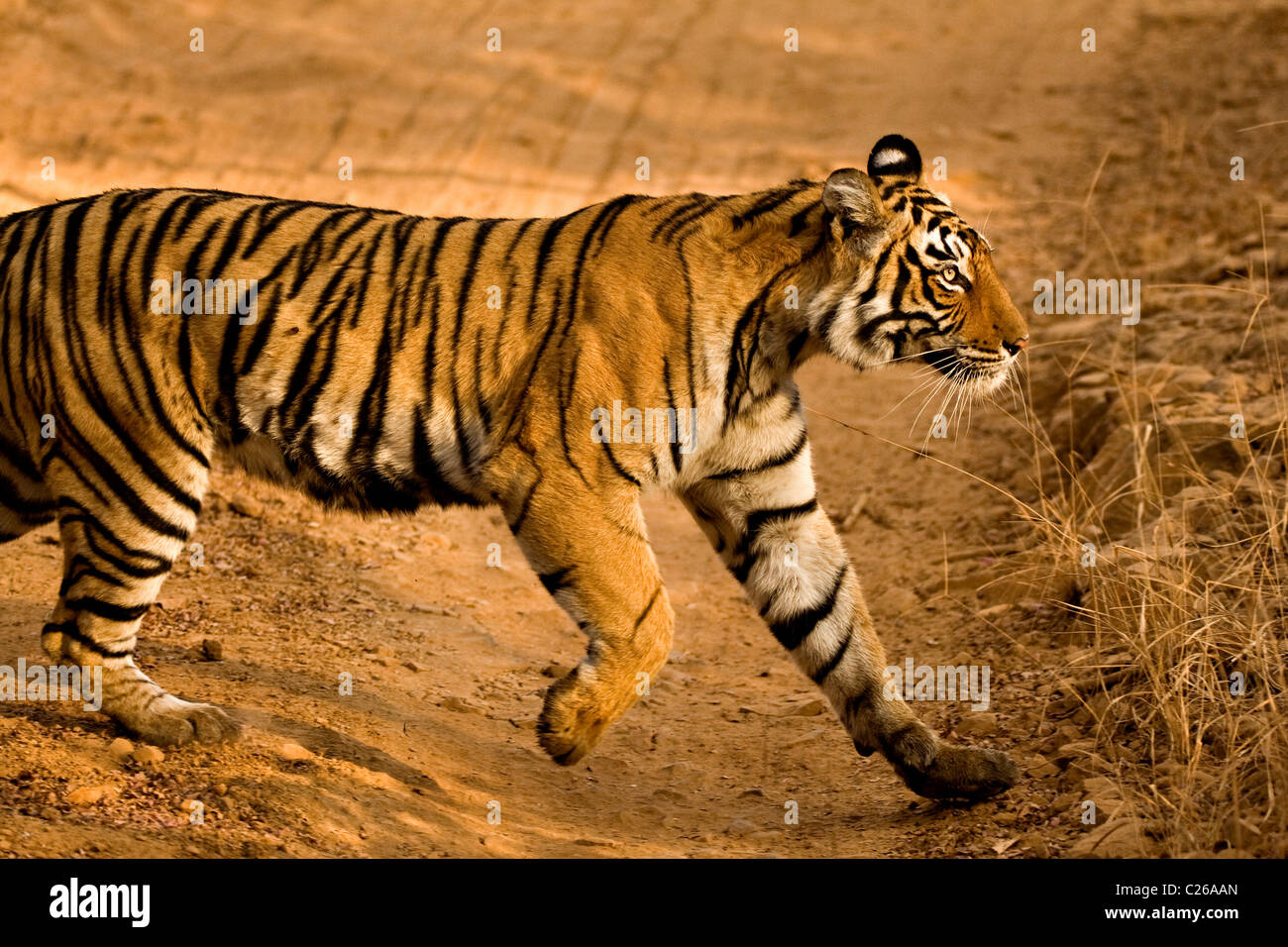 Tiger legs hi-res stock photography and images - Alamy