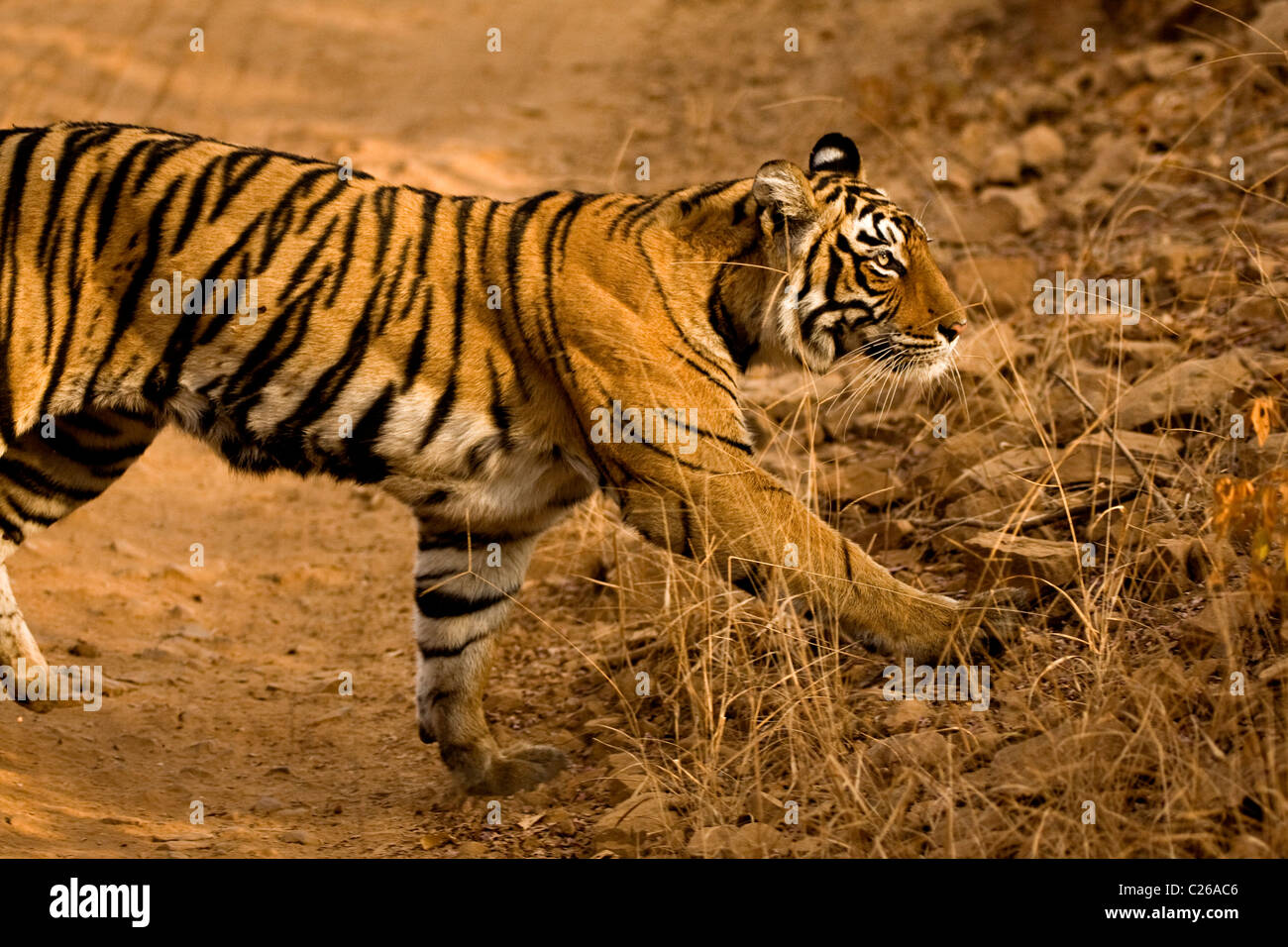 Tiger legs hi-res stock photography and images - Alamy