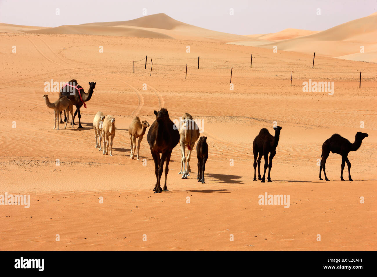 Camel farm in Abu Dhabi, United Arab Emirates Stock Photo - Alamy