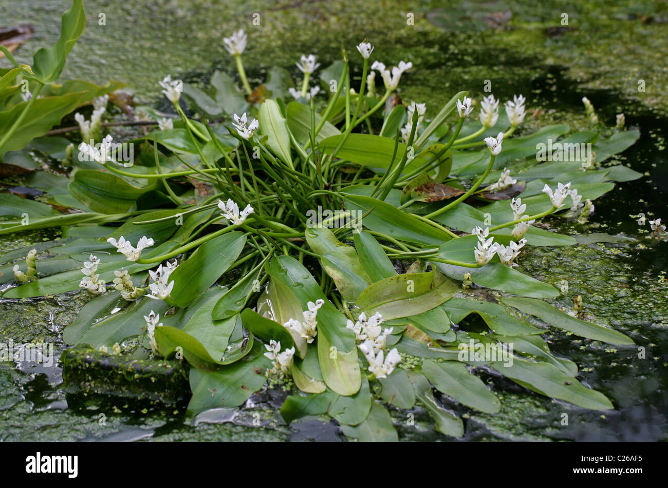 Cape Pondweed or Water-Hawthorn, Aponogeton distachyus, Aponogetonaceae ...