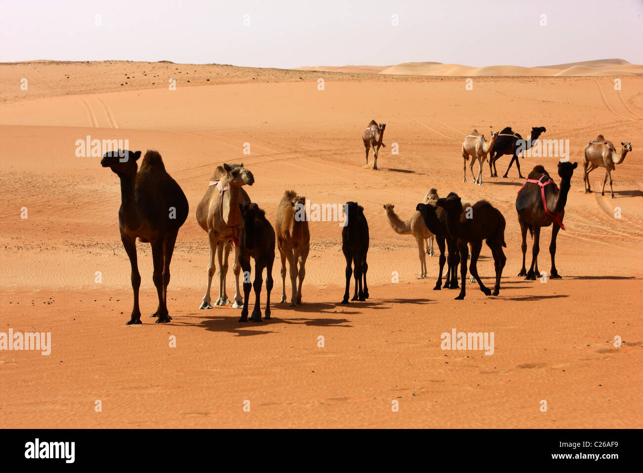Camel farm in Abu Dhabi, United Arab Emirates Stock Photo - Alamy