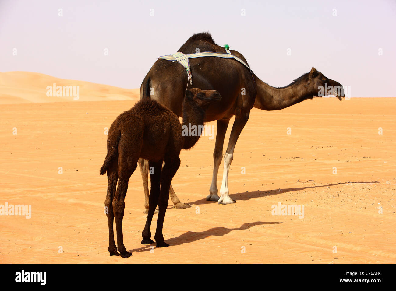 Camel farm in Abu Dhabi, United Arab Emirates Stock Photo - Alamy