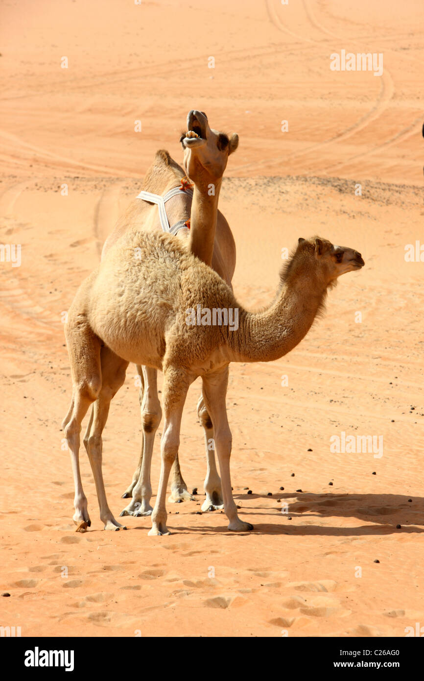 Baby kamel hi-res stock photography and images - Alamy