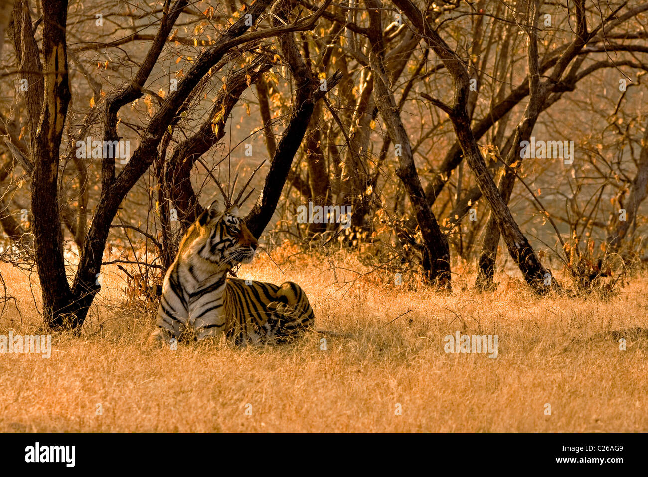 Tiger sitting on the dry grasses of the dry deciduous forest of ...