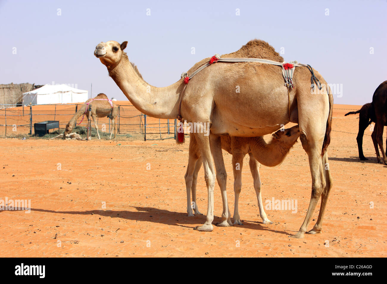Camel farm in Abu Dhabi, United Arab Emirates Stock Photo - Alamy